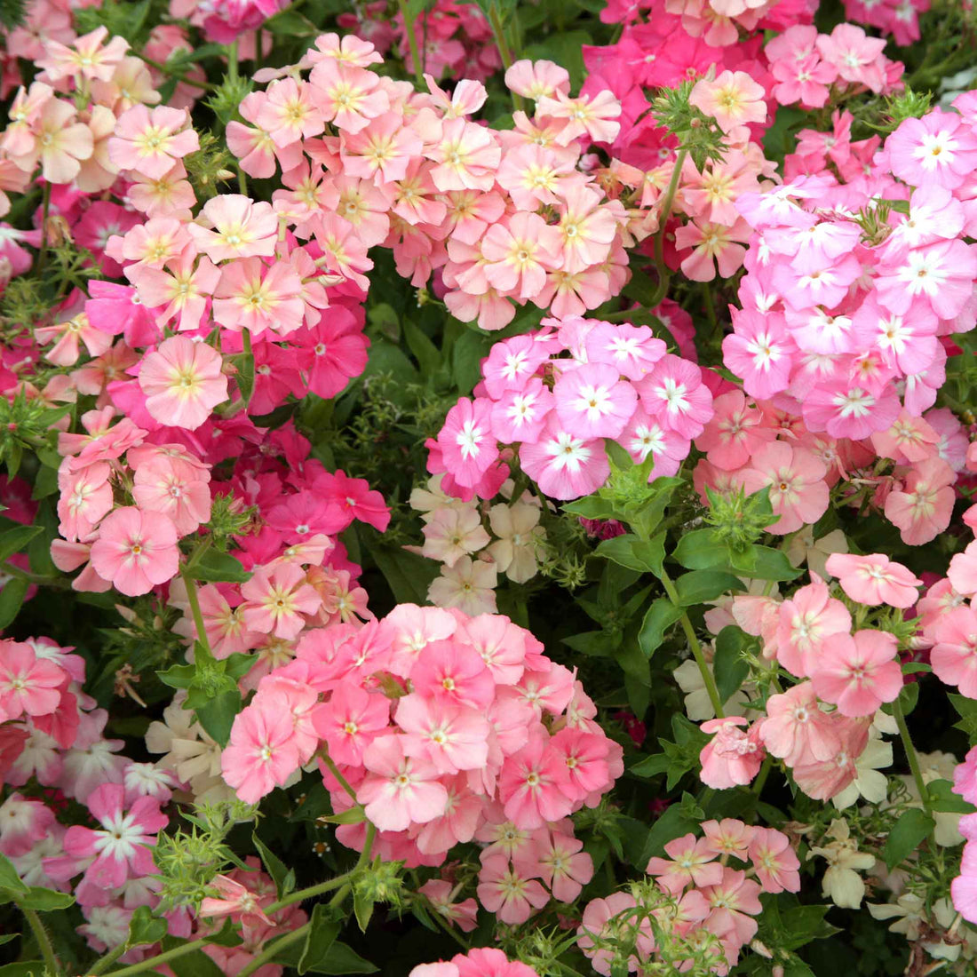 Phlox - Pastel Mix | Spring Flower Bulbs | Eden Brothers