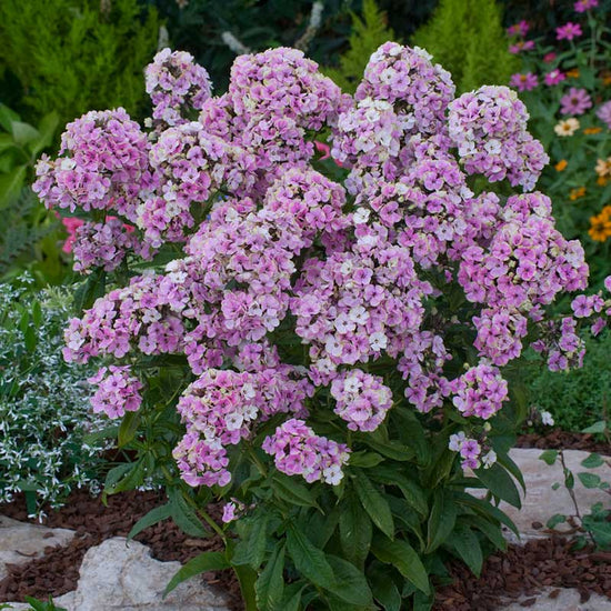 Phlox Roots - Sherbet Blend | Spring Flower Bulbs | Eden Brothers
