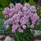 Phlox Roots - Sherbet Blend | Spring Flower Bulbs | Eden Brothers