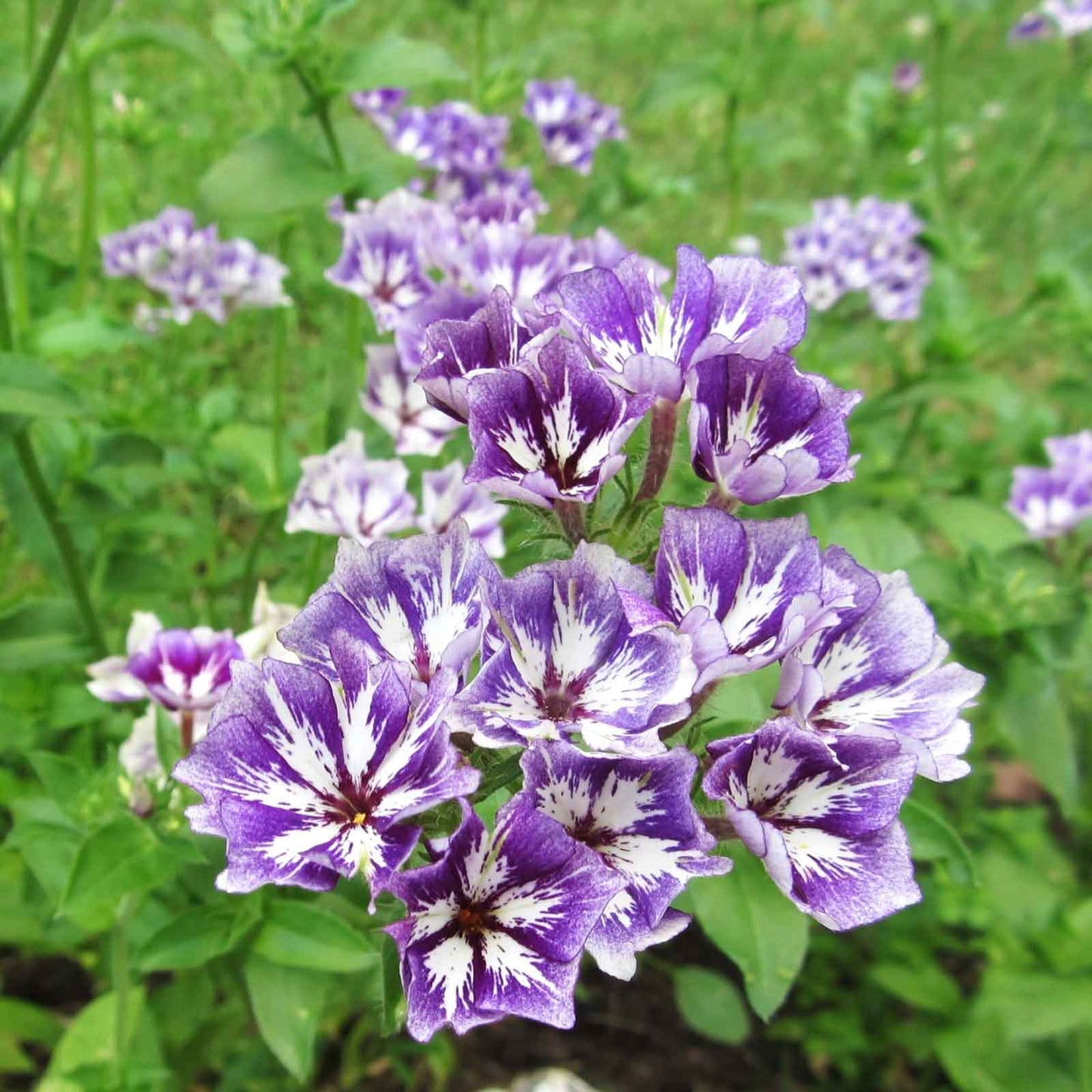 Phlox Seeds - Sugar Star | Flower Seeds in Packets & Bulk | Eden Brothers