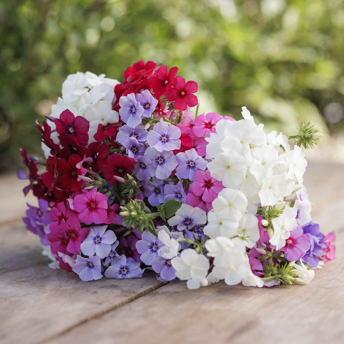 Annual Phlox Seeds - Tall Mix | Flower Seeds in Packets & Bulk | Eden ...