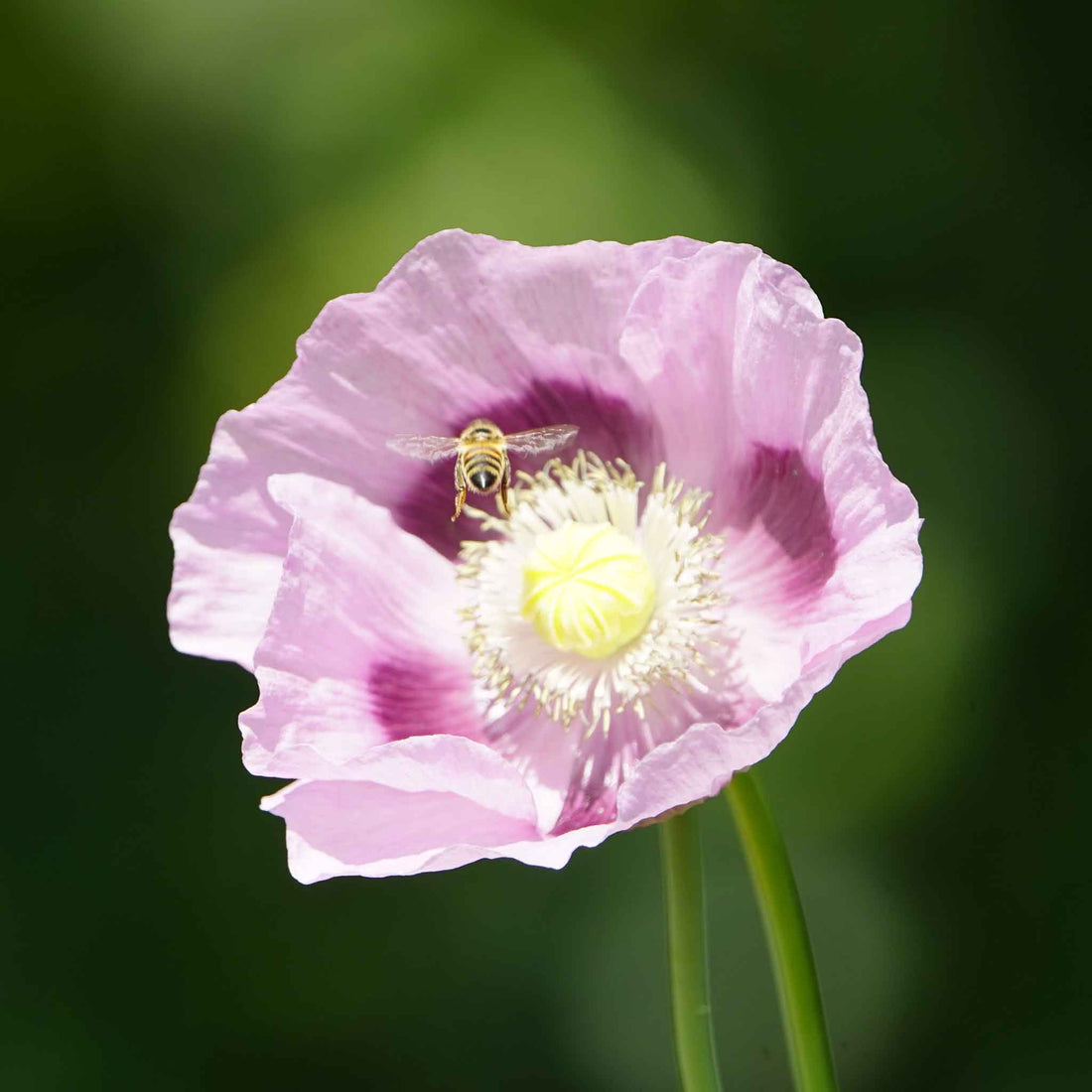 Poppy Seeds - Blue Moon | Flower Seeds in Packets & Bulk | Eden Brothers
