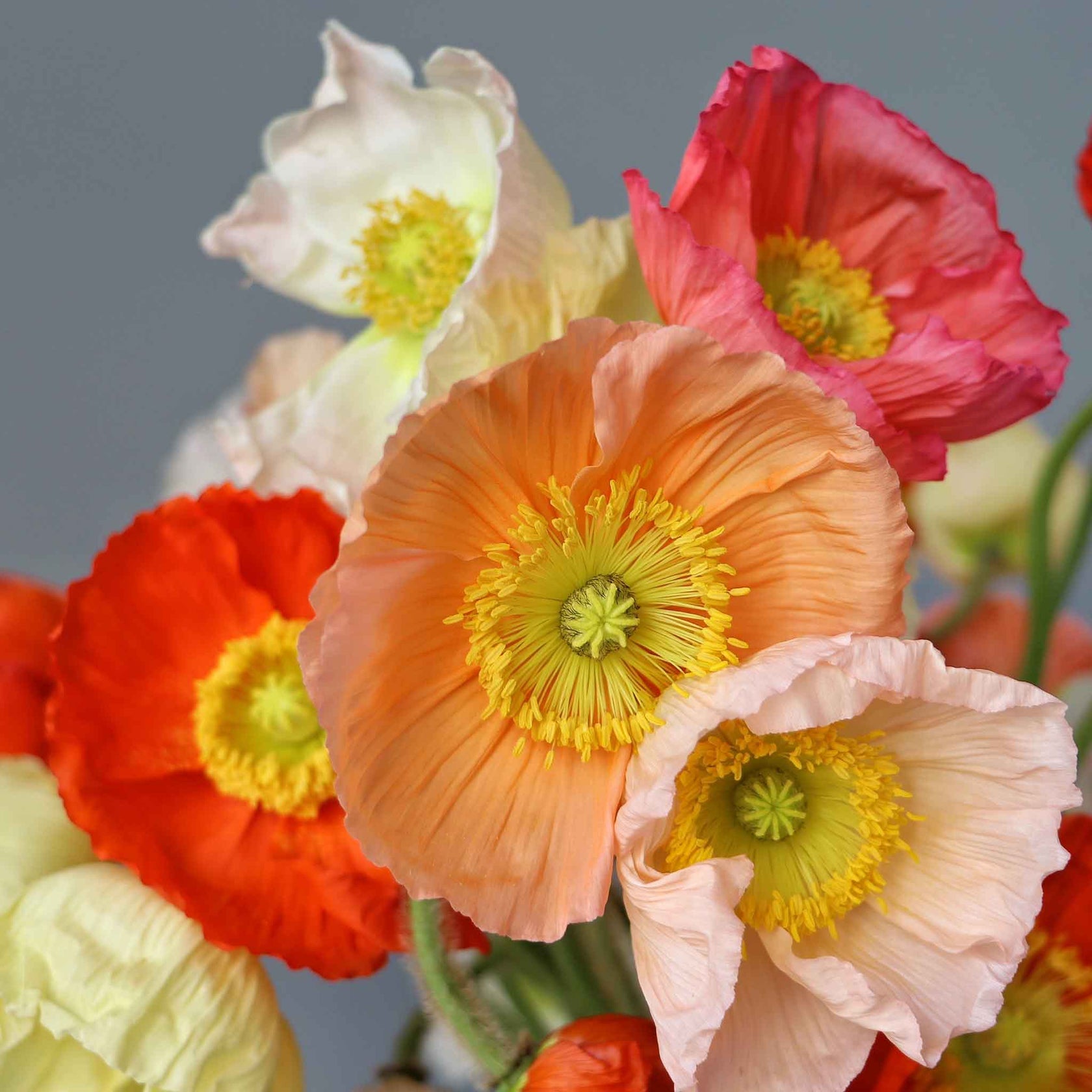Iceland Poppy Seeds - Champagne Bubbles Mix | Flower Seeds in Packets ...