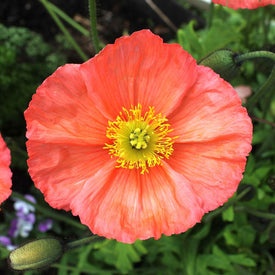 Poppy Seeds | Shop 66 Varieties | Eden Brothers