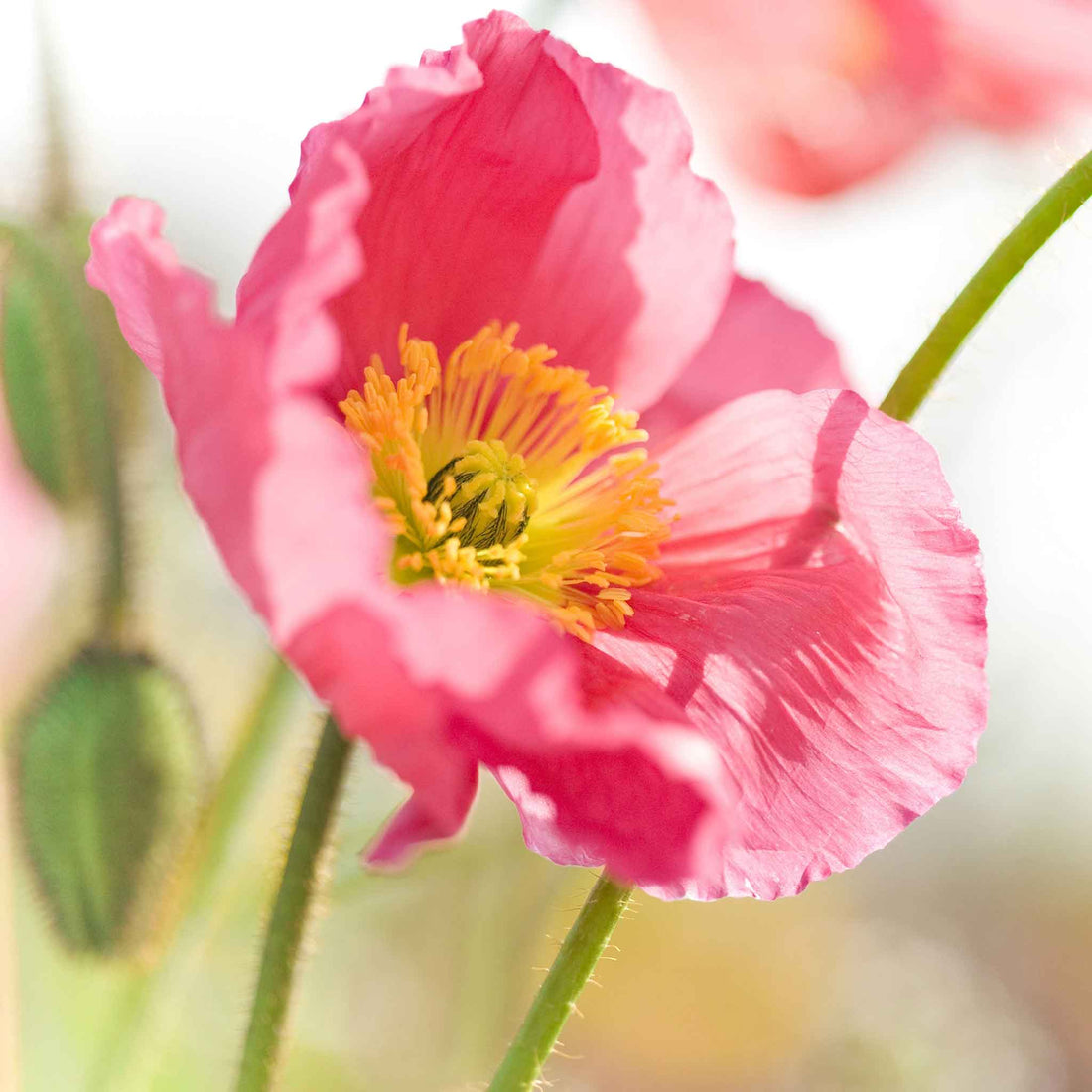 Iceland Poppy Seeds - Champagne Bubbles Pink | Flower Seeds in Packets ...