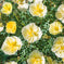 California Poppy Seeds - Cream Swirl | Flower Seeds in Packets & Bulk ...