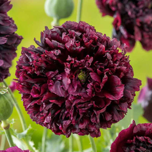 Poppy Seeds - Double Black | Flower Seeds in Packets & Bulk | Eden Brothers