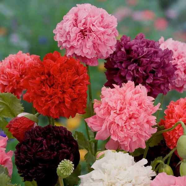 Poppy Seeds - Double Mixed | Flower Seeds in Packets & Bulk | Eden Brothers