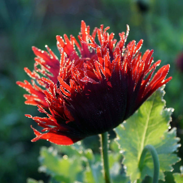 Poppy Seeds - Drama Queen | Flower Seeds in Packets & Bulk | Eden Brothers