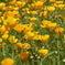 California Poppy Seeds - Golden West | Flower Seeds in Packets & Bulk ...
