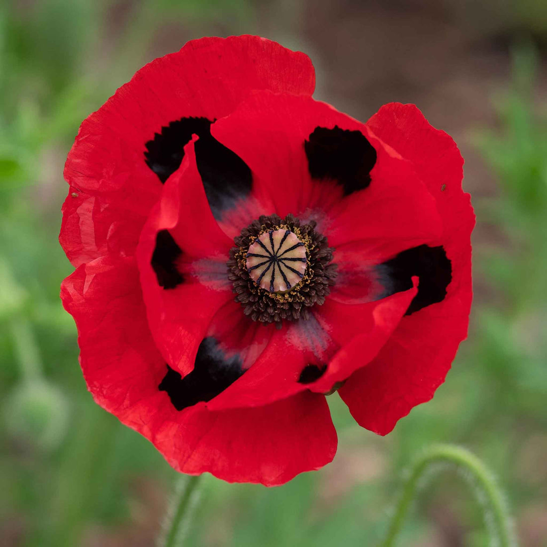 Poppy Seeds - Lady Bird | Flower Seeds in Packets & Bulk | Eden Brothers