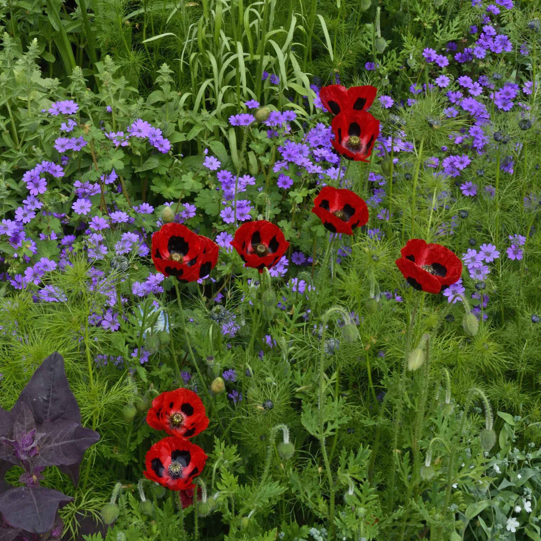 Poppy Seeds - Lady Bird | Flower Seeds in Packets & Bulk | Eden Brothers