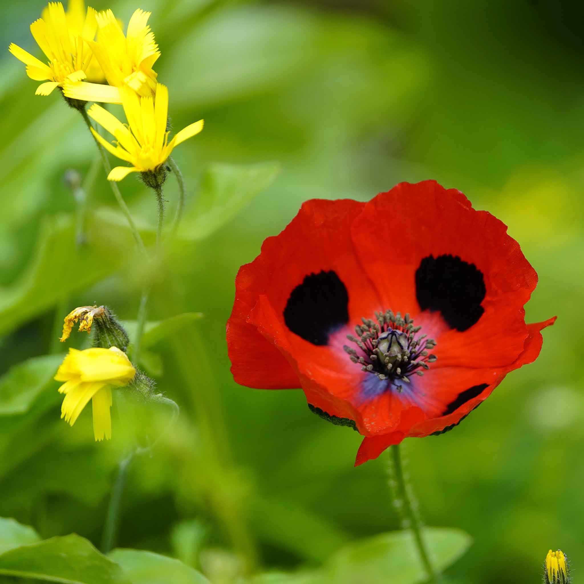 Poppy Seeds - Lady Bird | Flower Seeds in Packets & Bulk | Eden Brothers