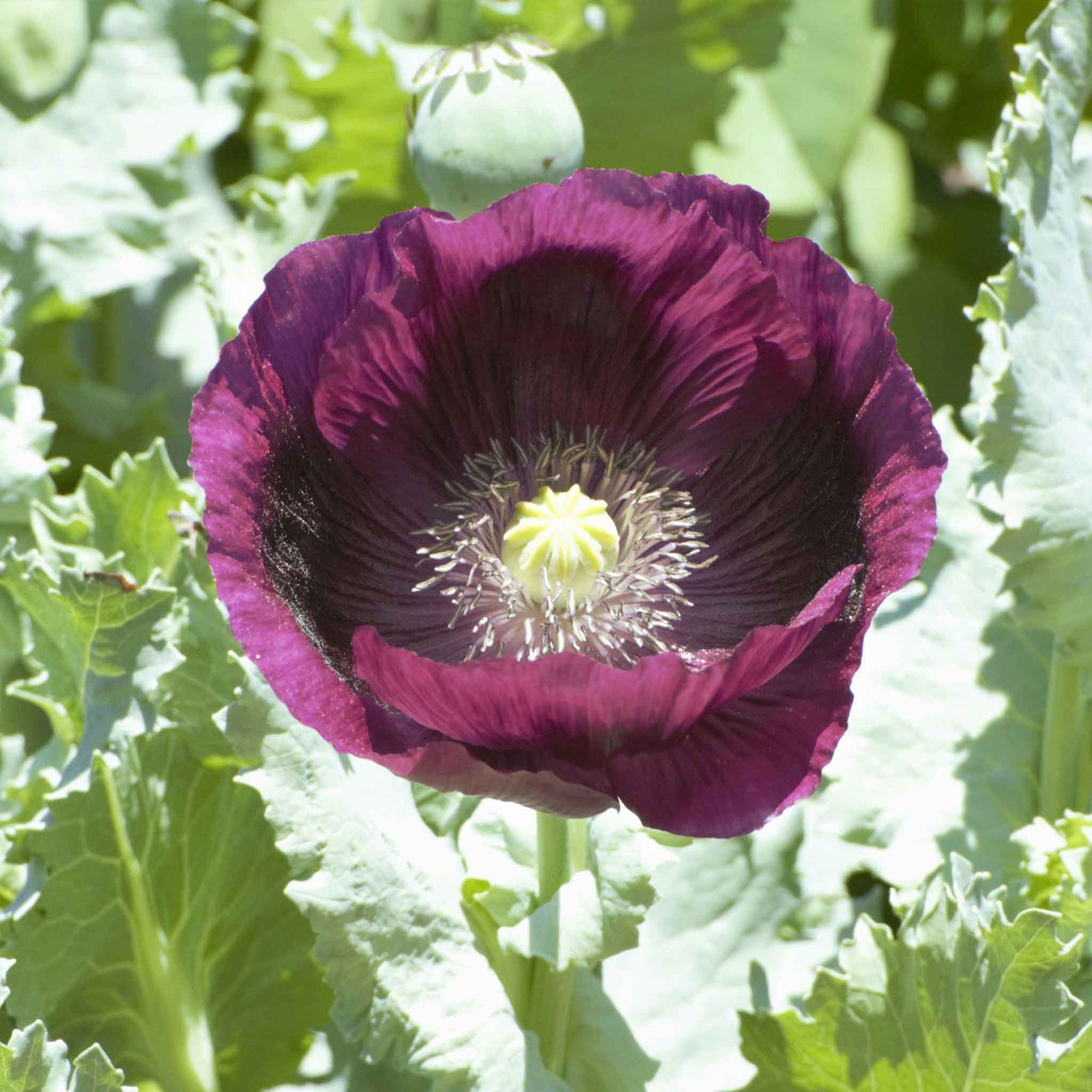 Poppy Seeds - Laurens Grape | Flower Seeds in Packets & Bulk | Eden ...