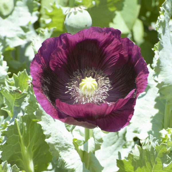 Poppy Seeds - Laurens Grape | Flower Seeds in Packets & Bulk | Eden ...