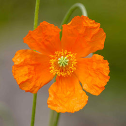 Poppy Seeds - Moroccan Orange | Flower Seeds | Eden Brothers