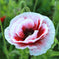 Poppy Seeds - Pandora | Flower Seeds in Packets & Bulk | Eden Brothers