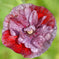 Poppy Seeds - Pandora | Flower Seeds in Packets & Bulk | Eden Brothers