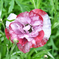 Poppy Seeds - Pandora | Flower Seeds in Packets & Bulk | Eden Brothers