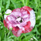 Poppy Seeds - Pandora | Flower Seeds in Packets & Bulk | Eden Brothers