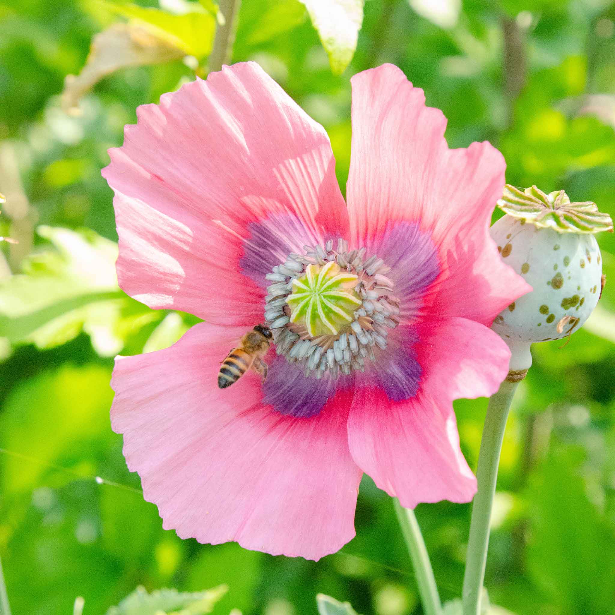 Poppy Seeds - Pepperbox | Flower Seeds in Packets & Bulk | Eden Brothers