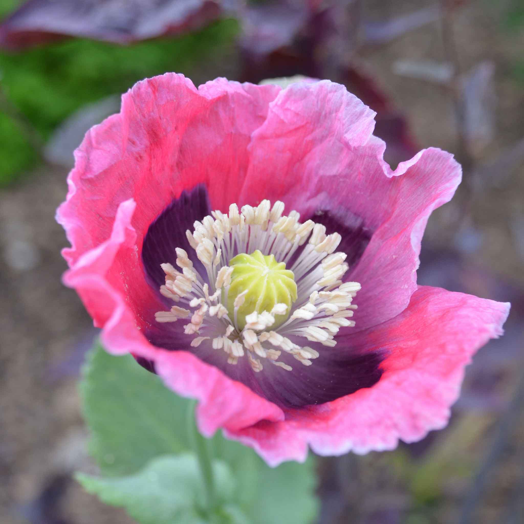 Poppy Seeds - Pepperbox | Flower Seeds in Packets & Bulk | Eden Brothers
