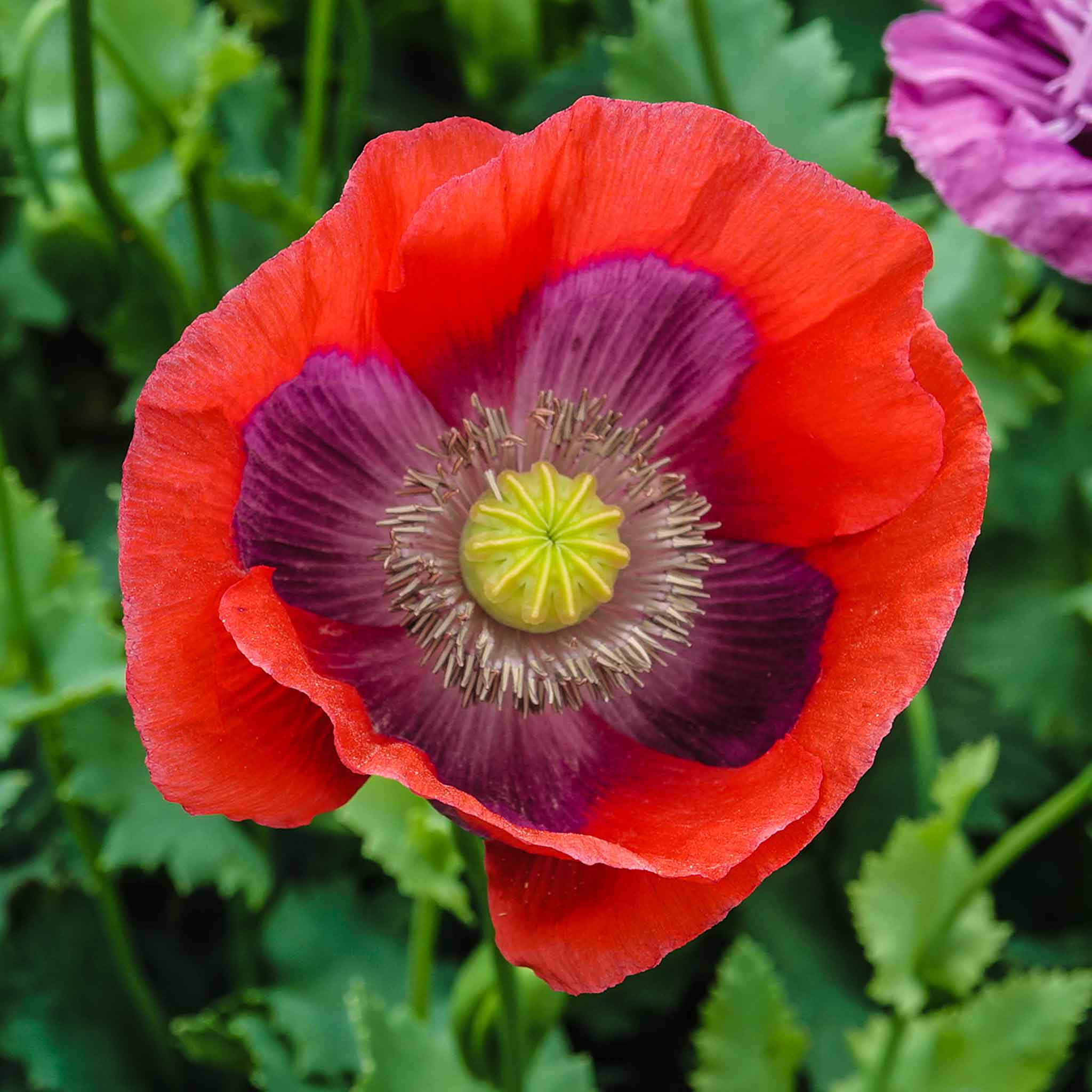 Poppy Seeds - Pepperbox | Flower Seeds in Packets & Bulk | Eden Brothers