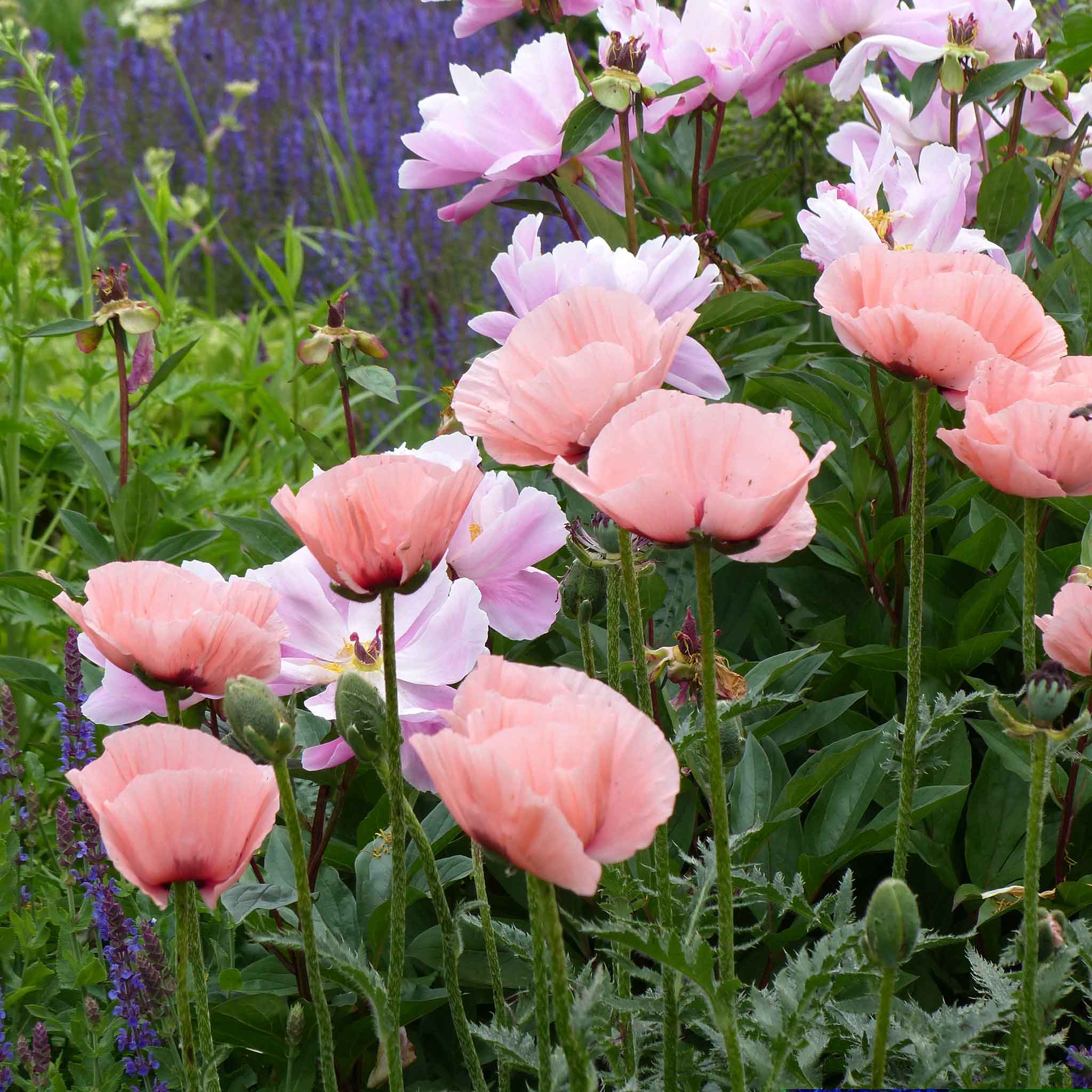 Oriental Poppy Seeds - Princess Victoria Louise | Flower Seeds in ...
