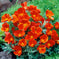 California Poppy Seeds - Red Chief | Flower Seeds in Packets & Bulk ...