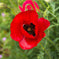 Red Corn Poppy Seeds | Flower Seeds in Packets & Bulk | Eden Brothers