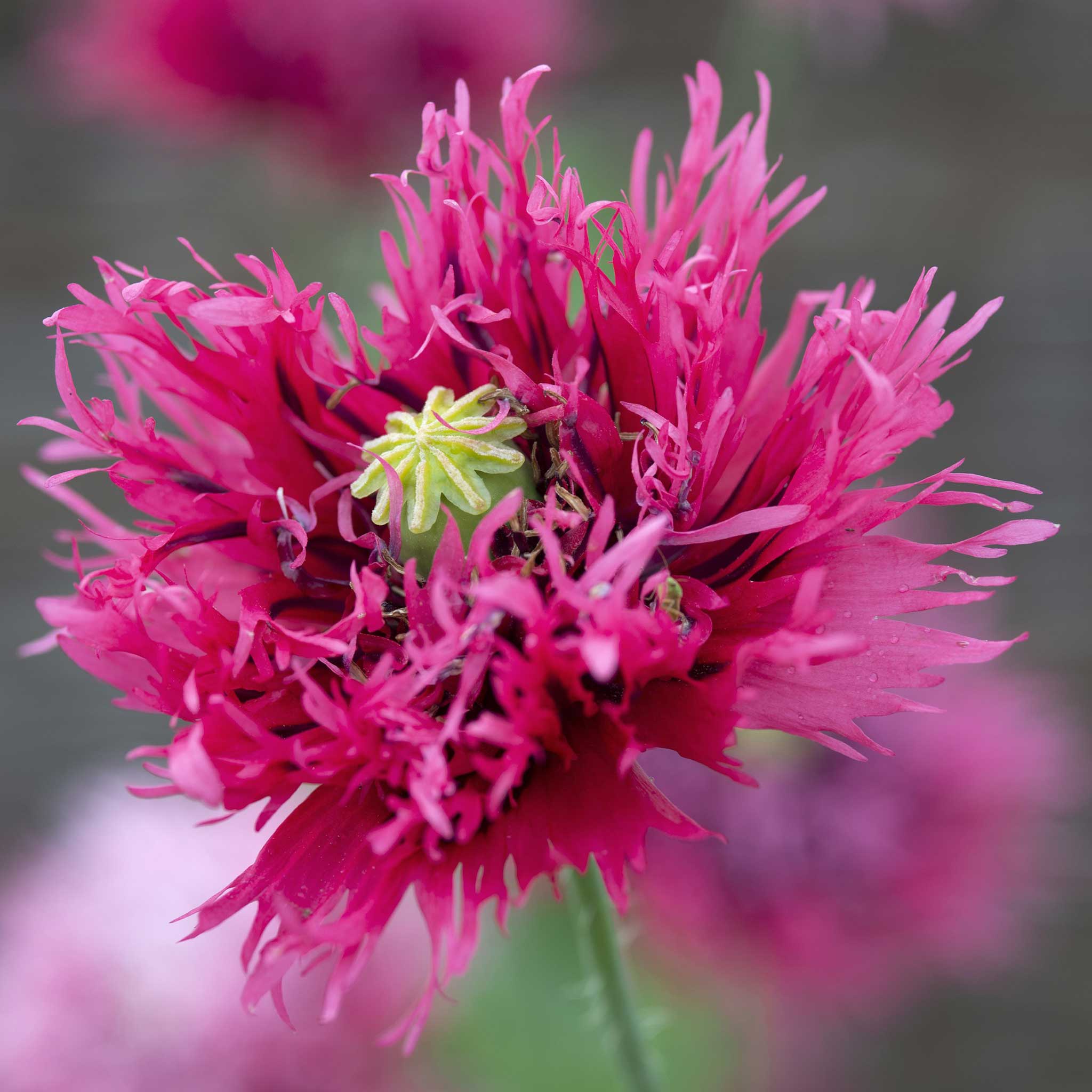 Poppy Seeds - Rose Feathers | Flower Seeds in Packets & Bulk | Eden ...