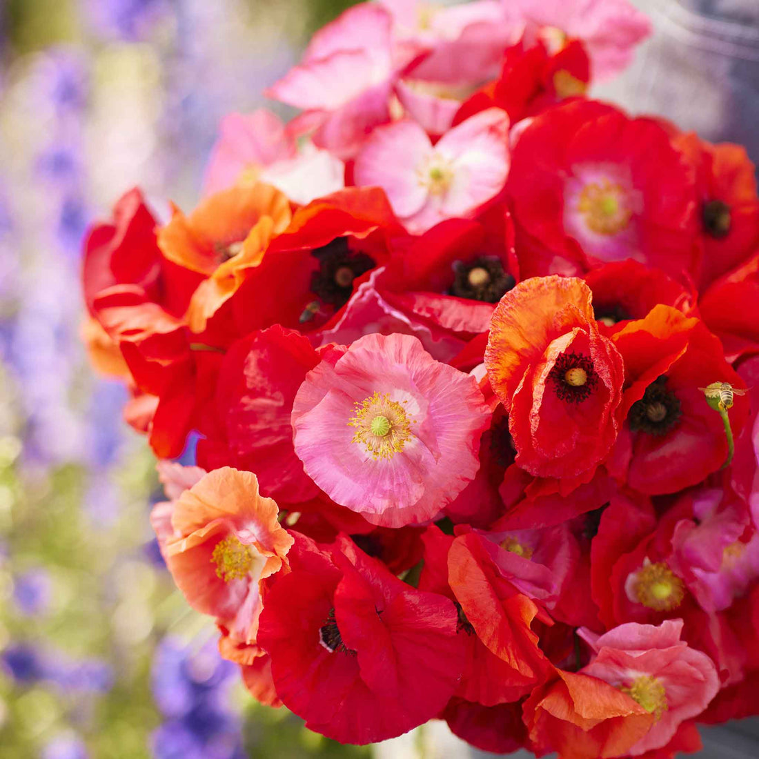 Shirley Poppy Seeds - Mixed Red & Pink | Flower Seeds in Packets & Bulk ...