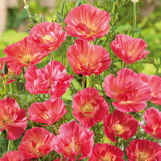 Poppy Seeds | Shop 66 Varieties | Eden Brothers – Page 3