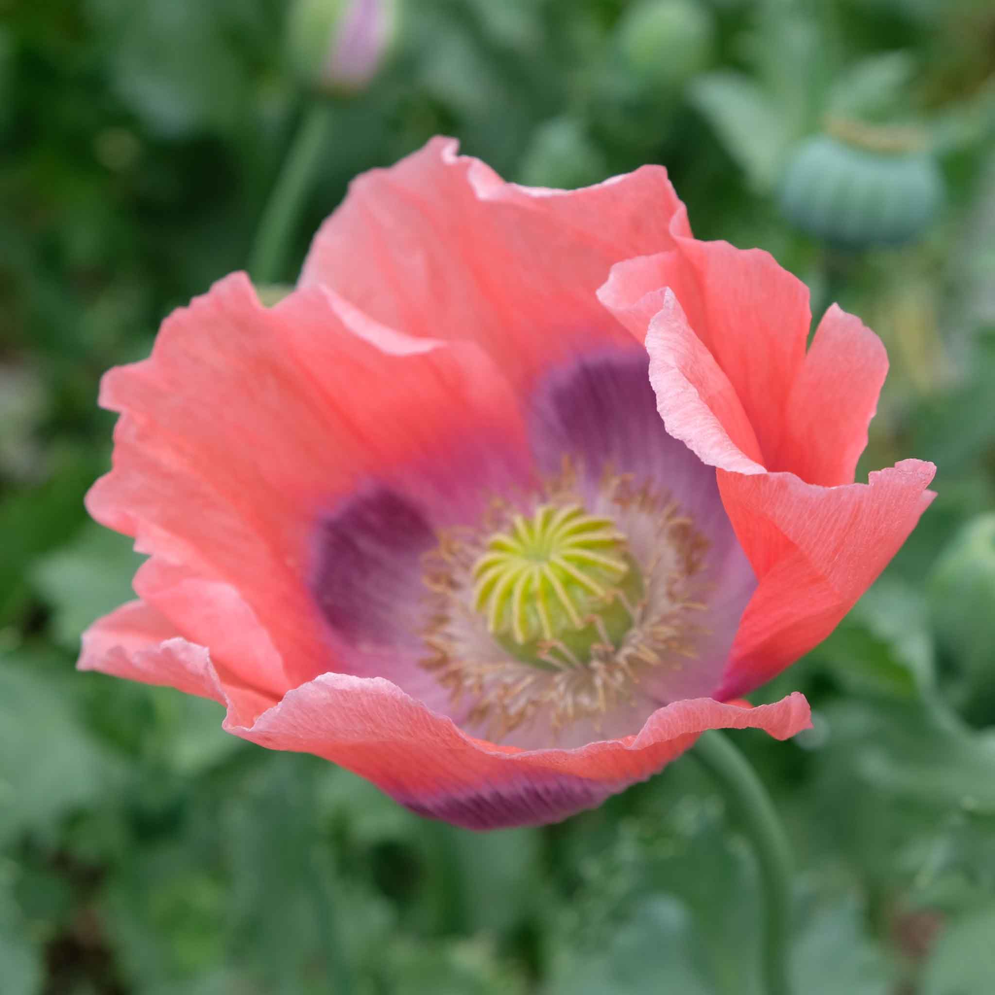 Poppy Seeds - The Giant | Flower Seeds in Packets & Bulk | Eden Brothers