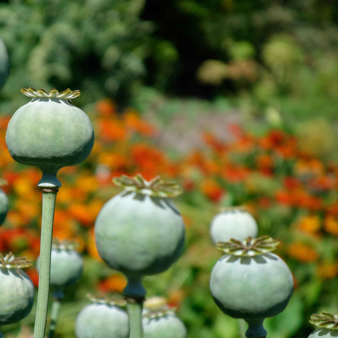Poppy Seeds - The Giant | Flower Seeds in Packets & Bulk | Eden Brothers