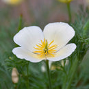 California Poppy Seeds - White Linen | Flower Seeds in Packets & Bulk ...