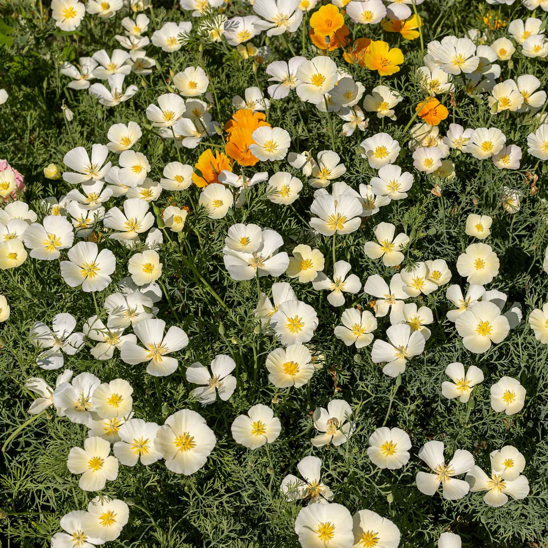 California Poppy Seeds - White Linen | Flower Seeds in Packets & Bulk ...