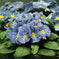 Primrose Seeds - Blue Zebra | Flower Seeds in Packets & Bulk | Eden ...