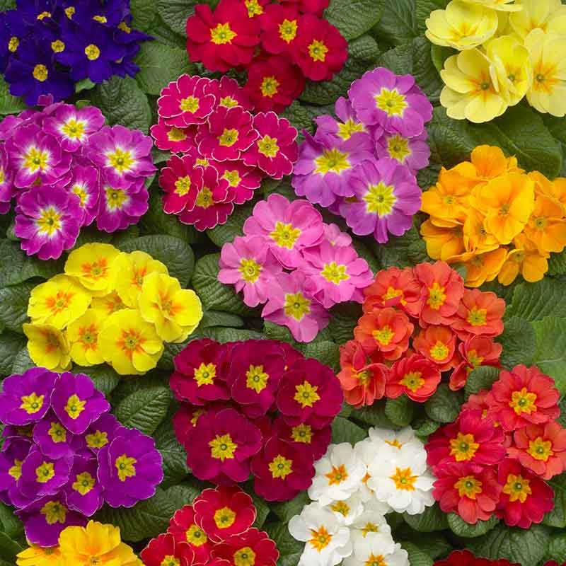 Primrose Seeds - Danova Mix | Flower Seeds in Packets & Bulk | Eden ...