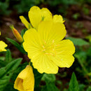 Evening Primrose Seeds | Flower Seeds in Packets & Bulk | Eden Brothers