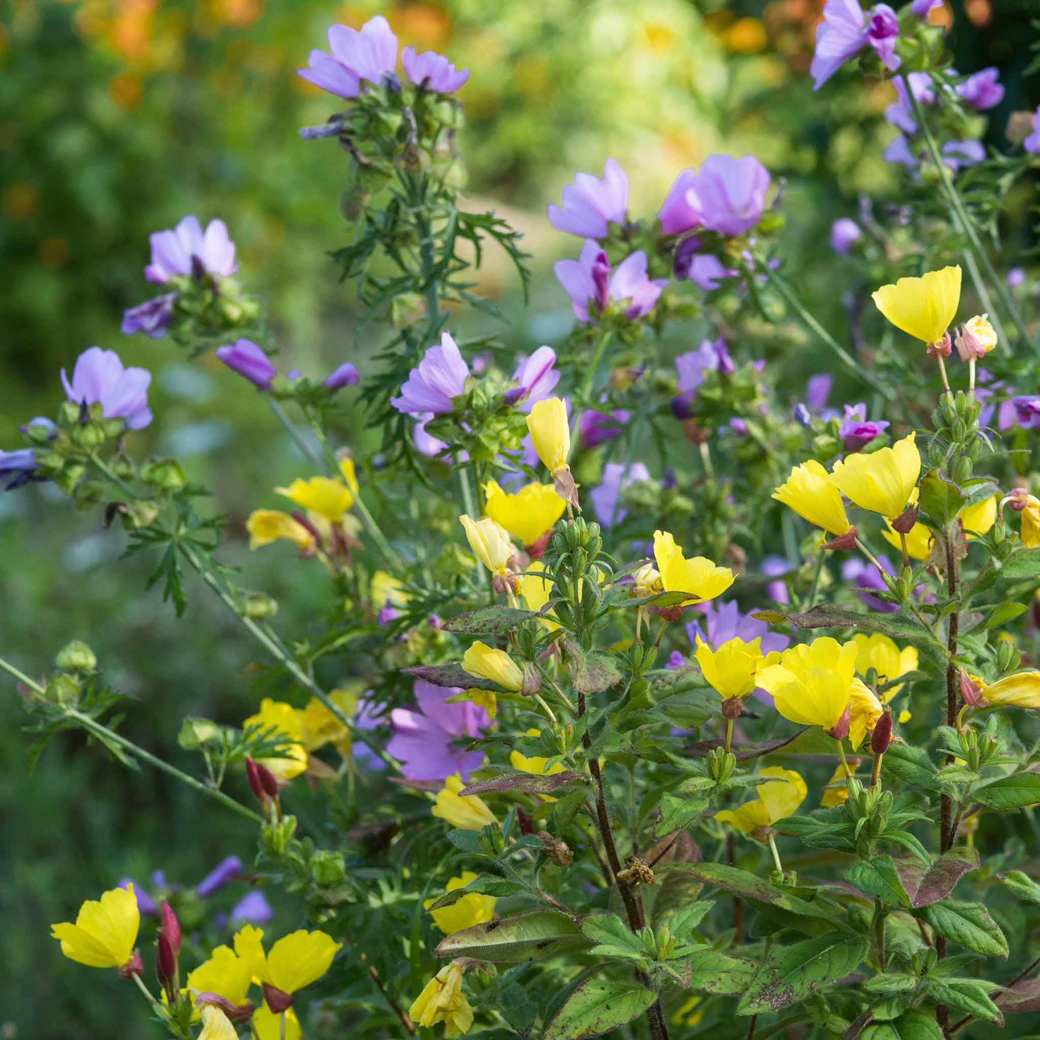 Evening Primrose Seeds | Flower Seeds in Packets & Bulk | Eden Brothers