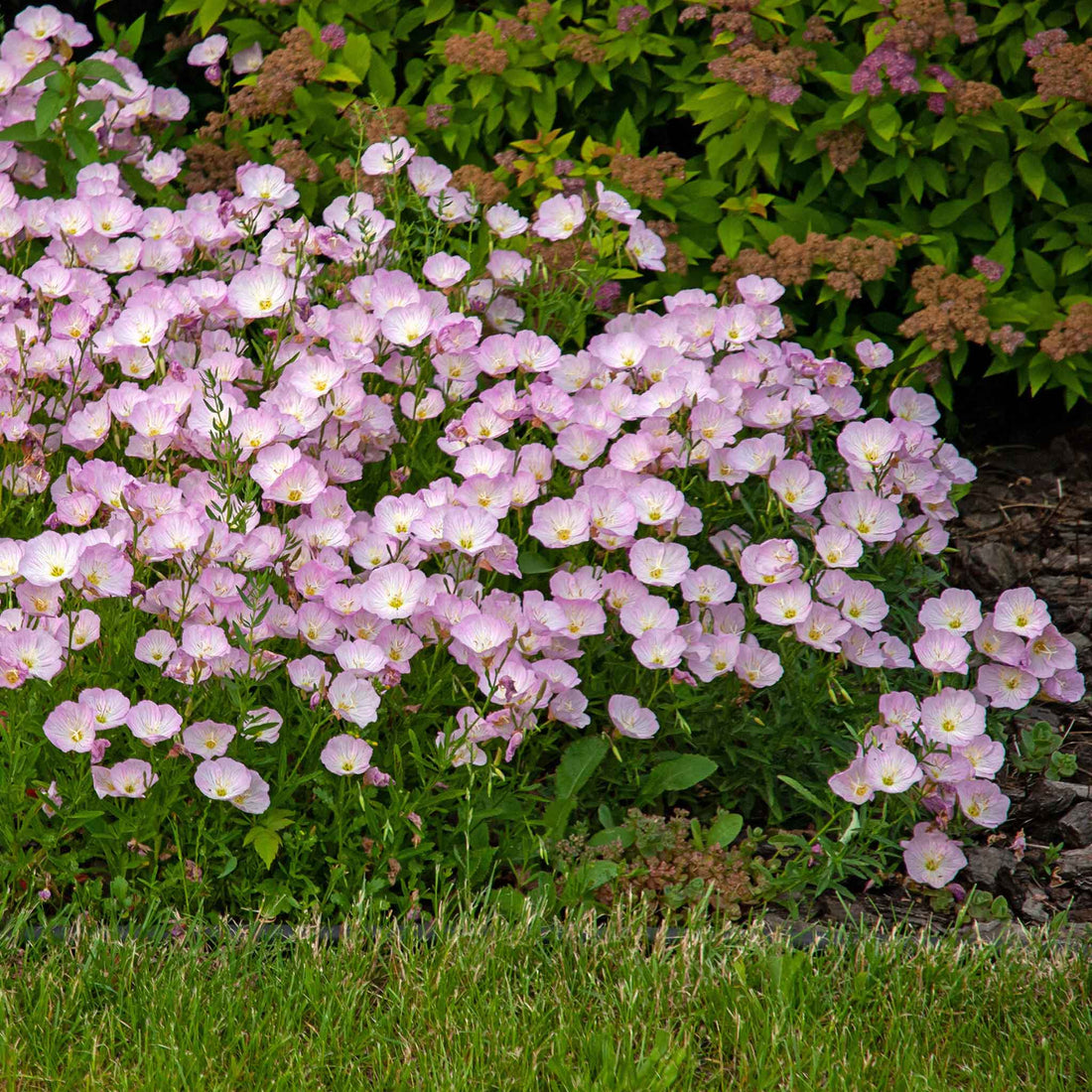 Showy Evening Primrose Seeds | Flower Seeds in Packets & Bulk | Eden ...