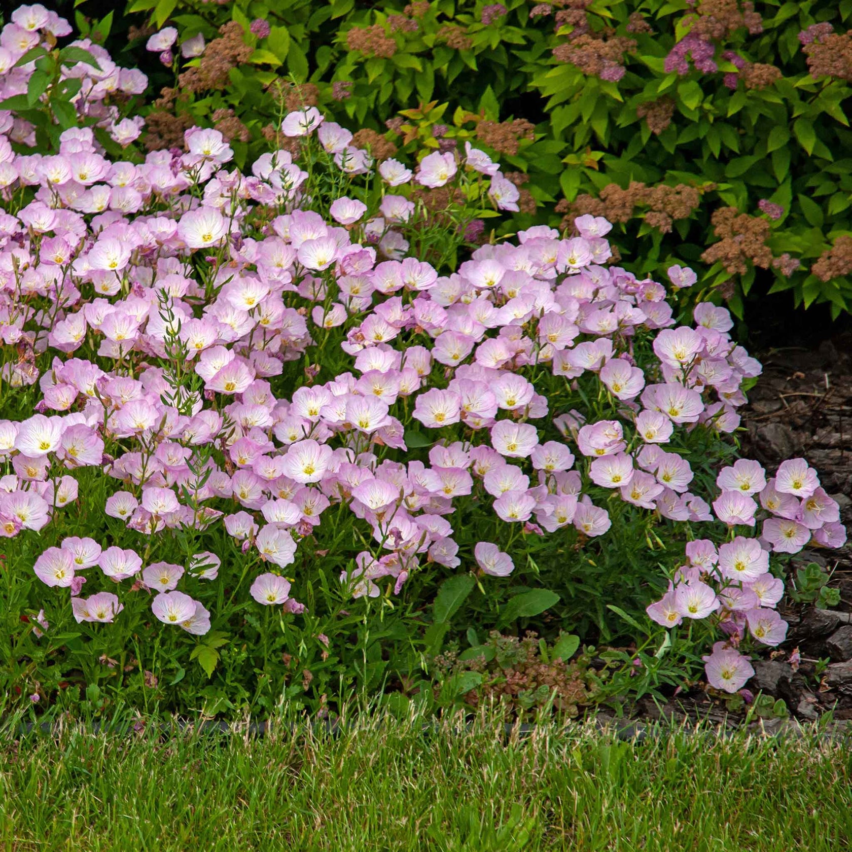 Showy Evening Primrose Seeds | Flower Seeds in Packets & Bulk | Eden ...