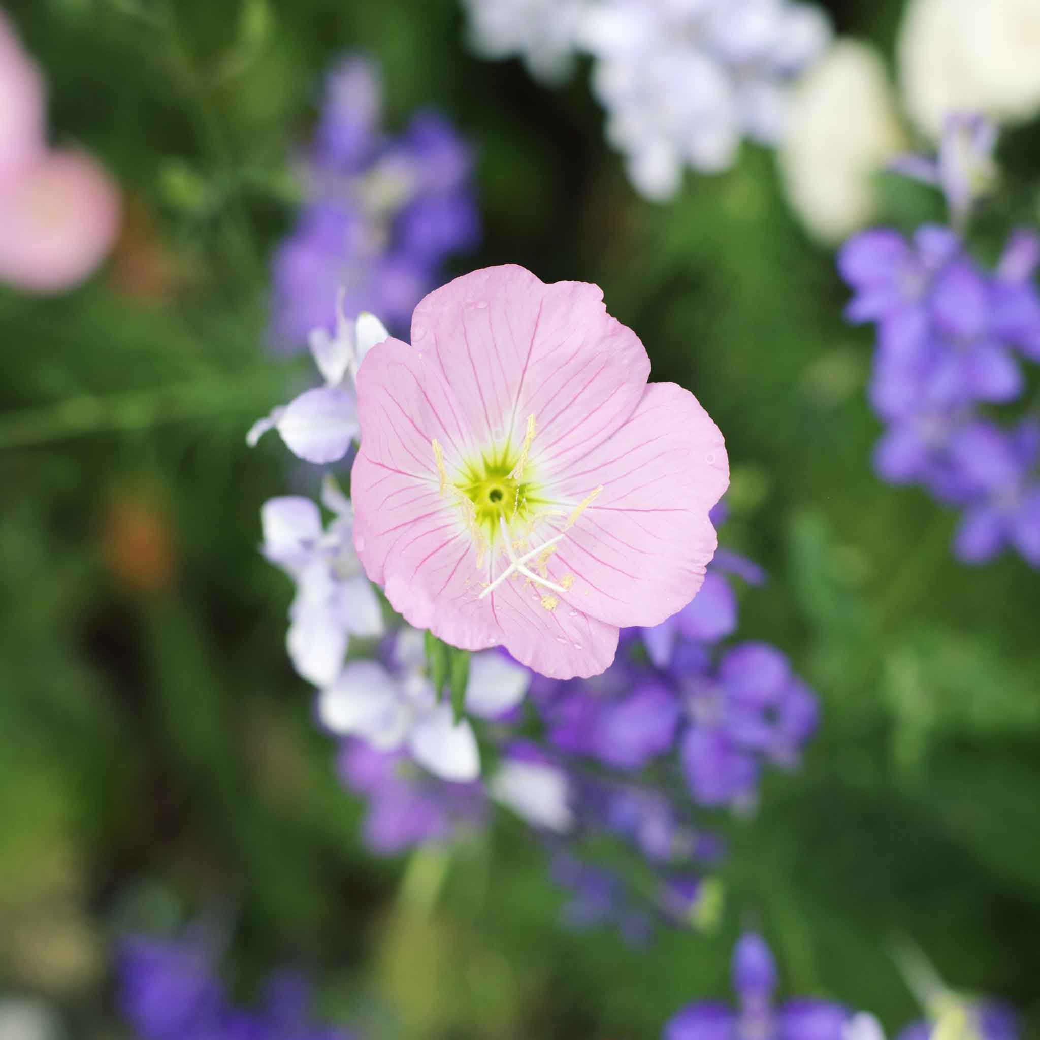 Showy Evening Primrose Seeds | Flower Seeds in Packets & Bulk | Eden ...