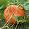 Pumpkin Seeds - Cinderella | Vegetable Seeds in Packets & Bulk | Eden ...