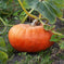 Pumpkin Seeds - Cinderella | Vegetable Seeds in Packets & Bulk | Eden ...