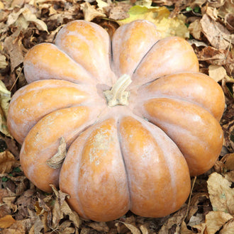 Pumpkin Seeds | Shop 24 Varieties | Eden Brothers