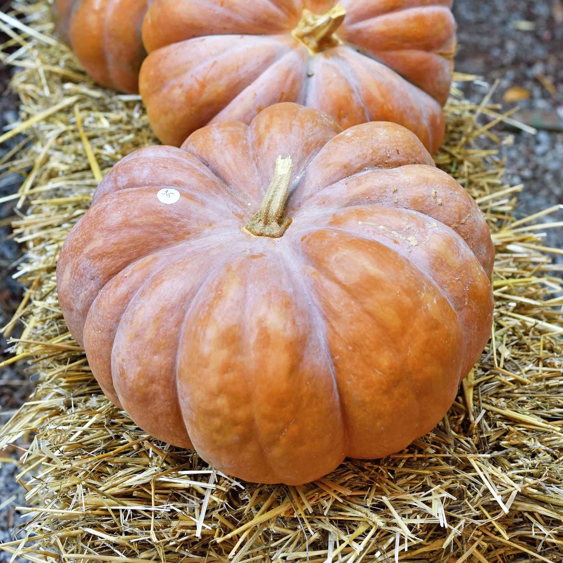 Pumpkin Seeds - Fairytale | Vegetable Seeds in Packets & Bulk | Eden ...