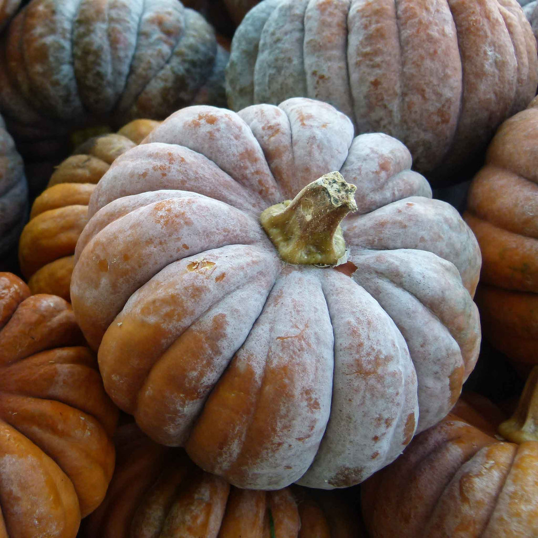 Pumpkin Seeds - Musquee de Provence | Vegetable Seeds in Packets & Bulk ...