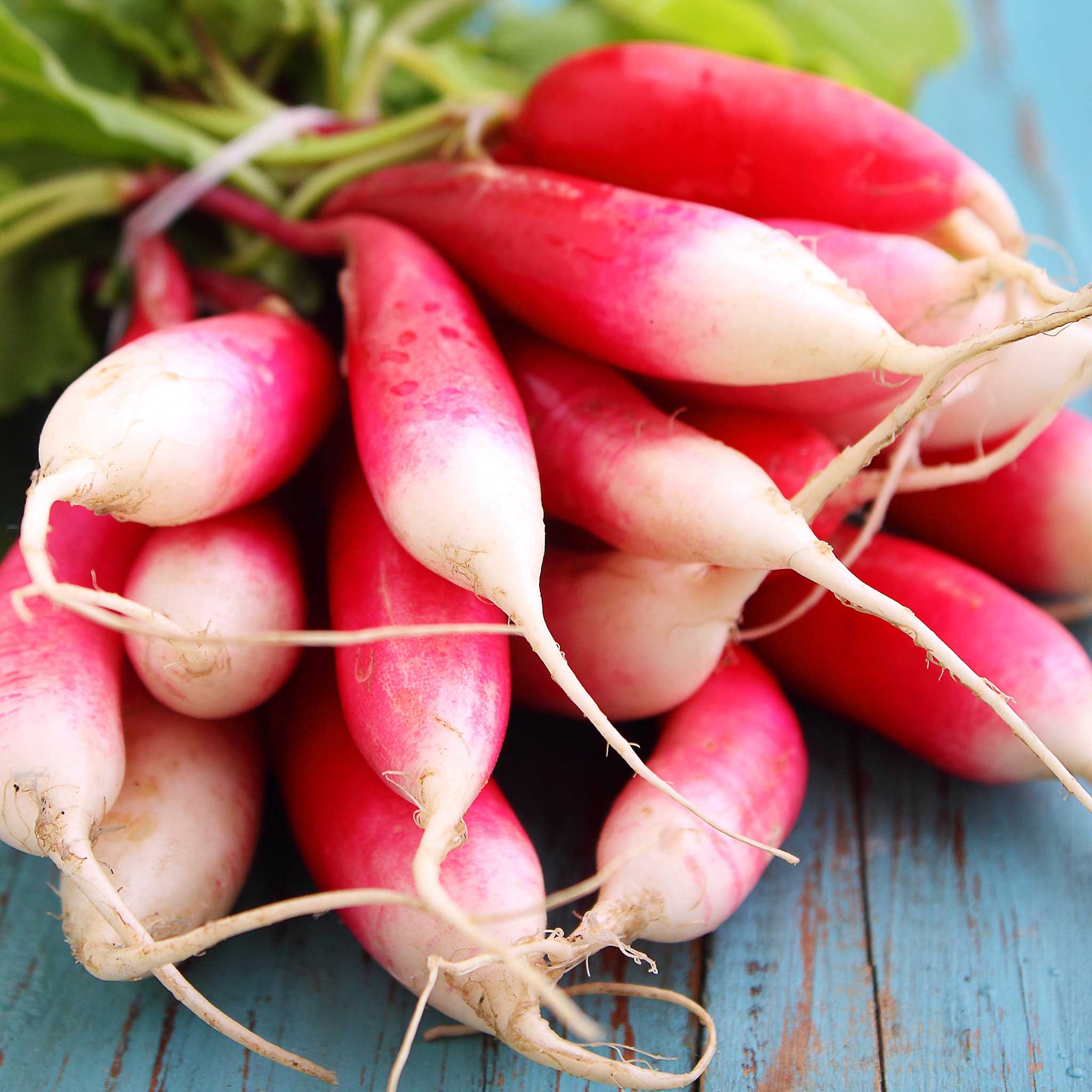 Radish Seeds - French Breakfast | Vegetable Seeds in Packets & Bulk ...